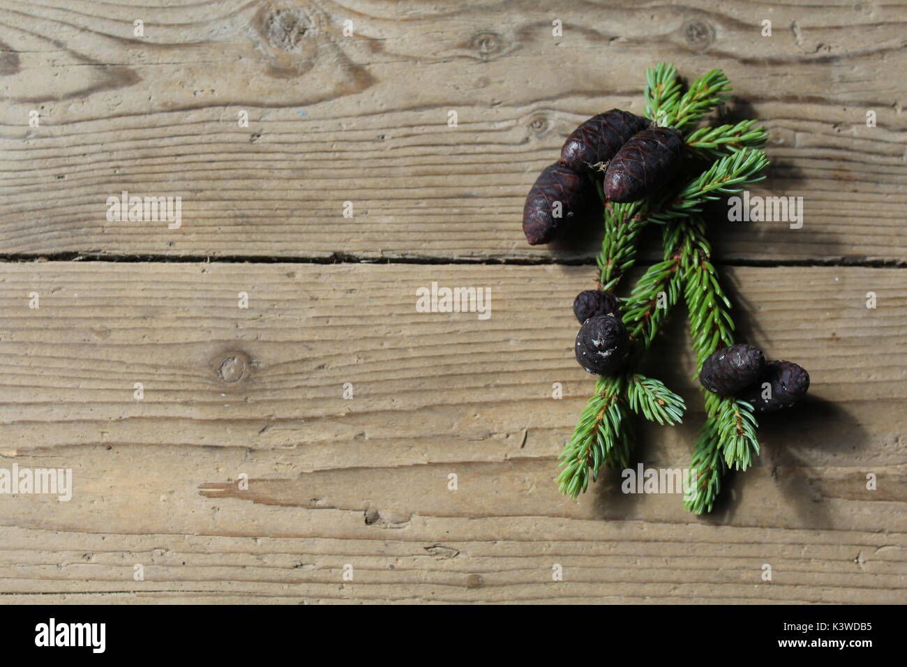 Pine cone rustic wooden sign Stock Photo - Alamy