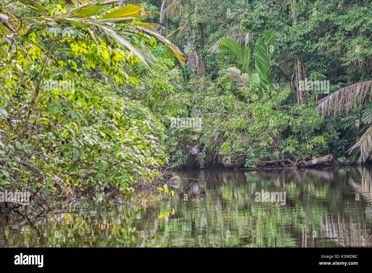 River in rainforest in Costa Rica Stock Photo - Alamy