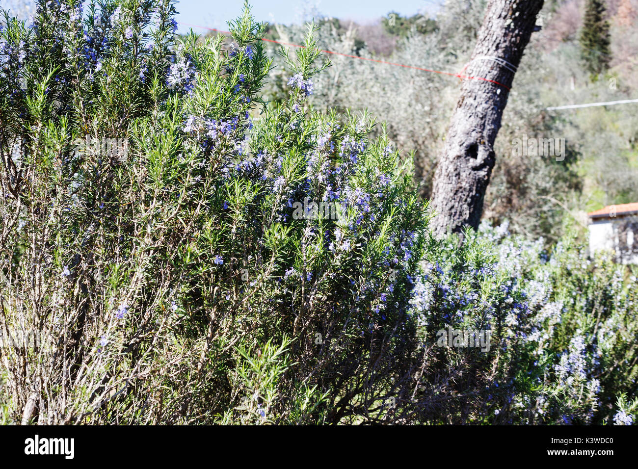 Rosemery Plant With Flowers Stock Photo - Alamy
