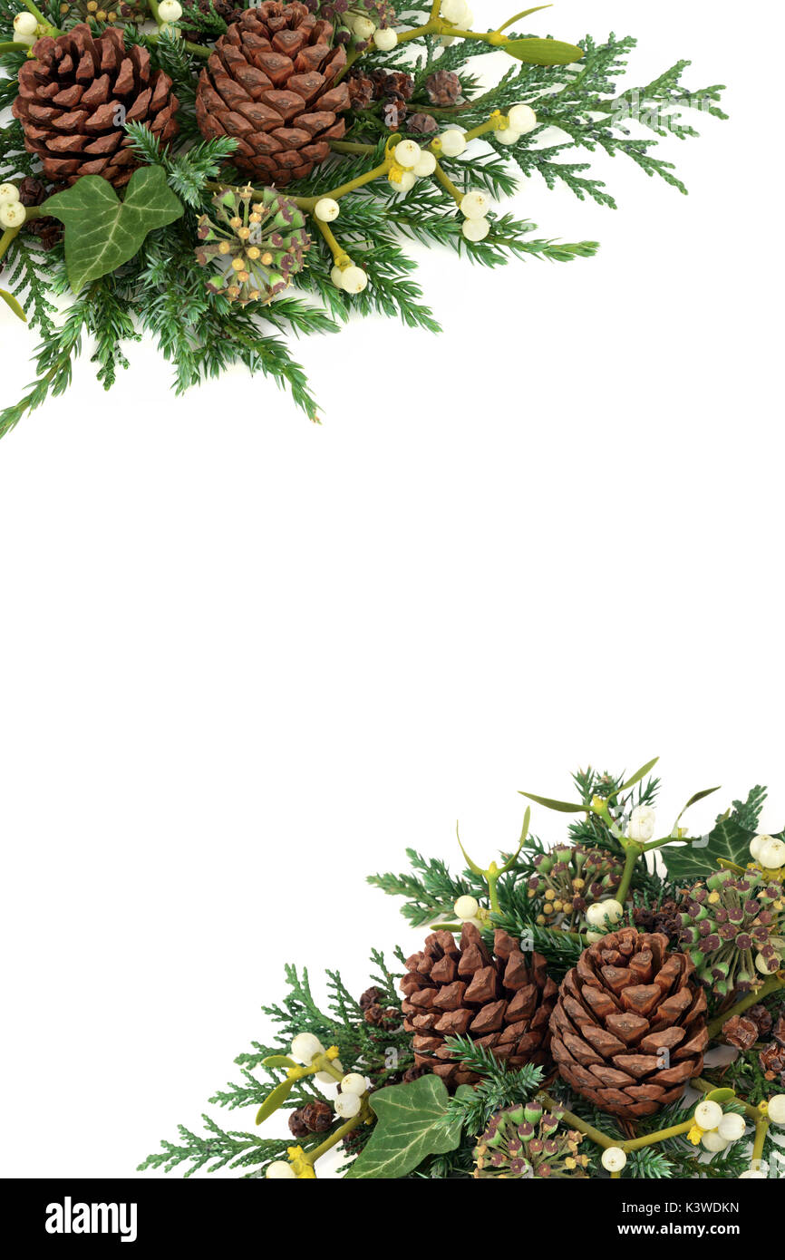 Decorative winter background border with mistletoe, juniper and cedar ...
