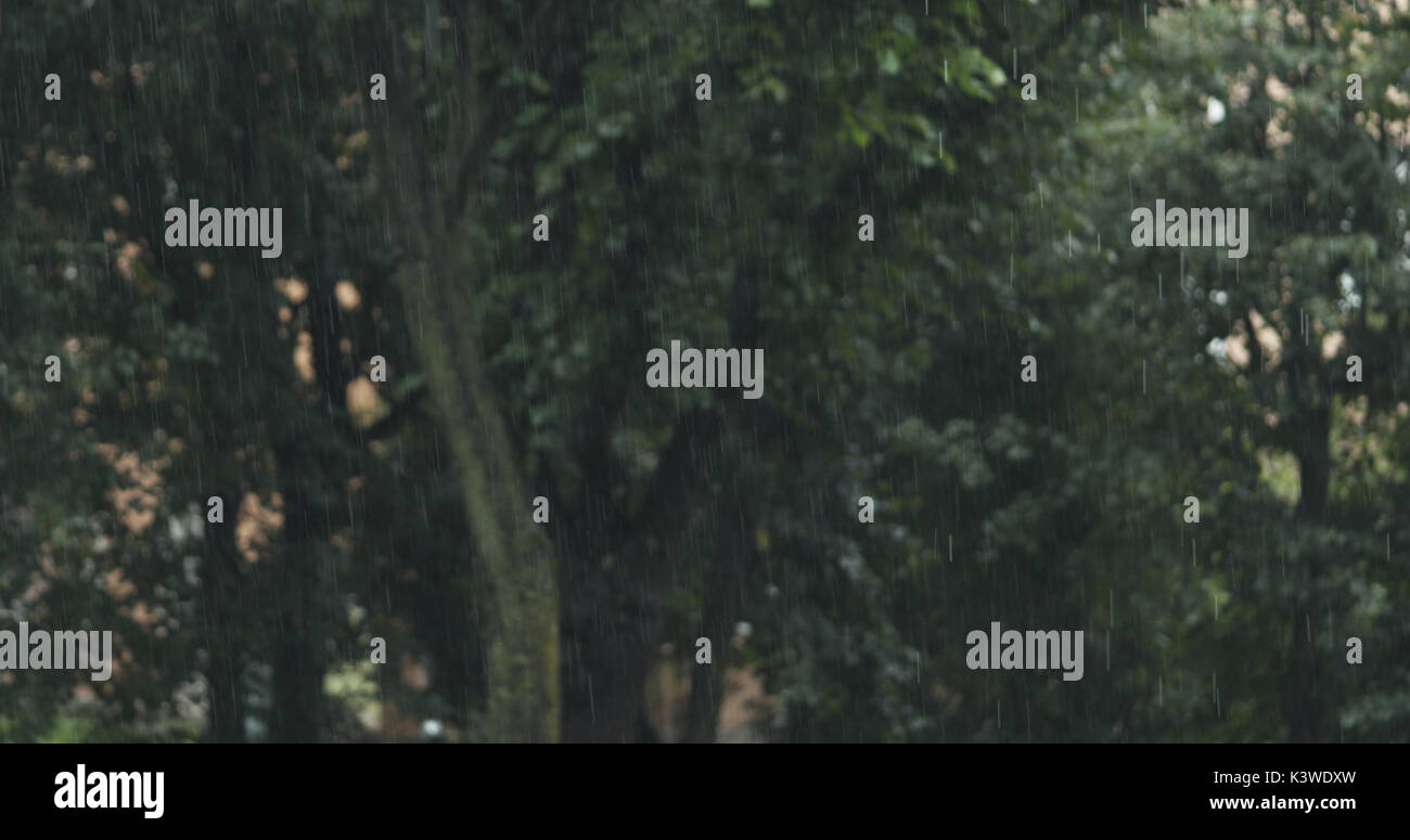 summer rain with blurred trees on background Stock Photo - Alamy