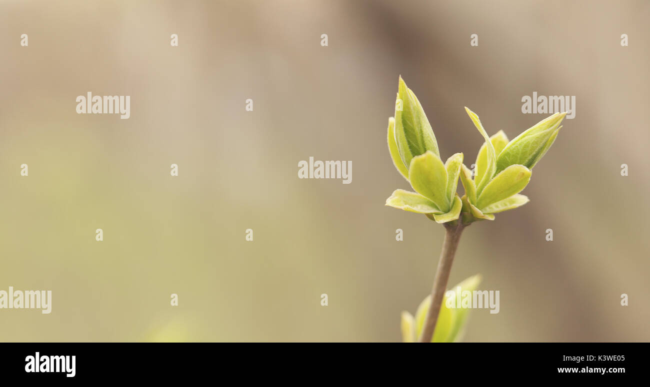 Young lilac tree in spring with new green leaves hi-res stock ...