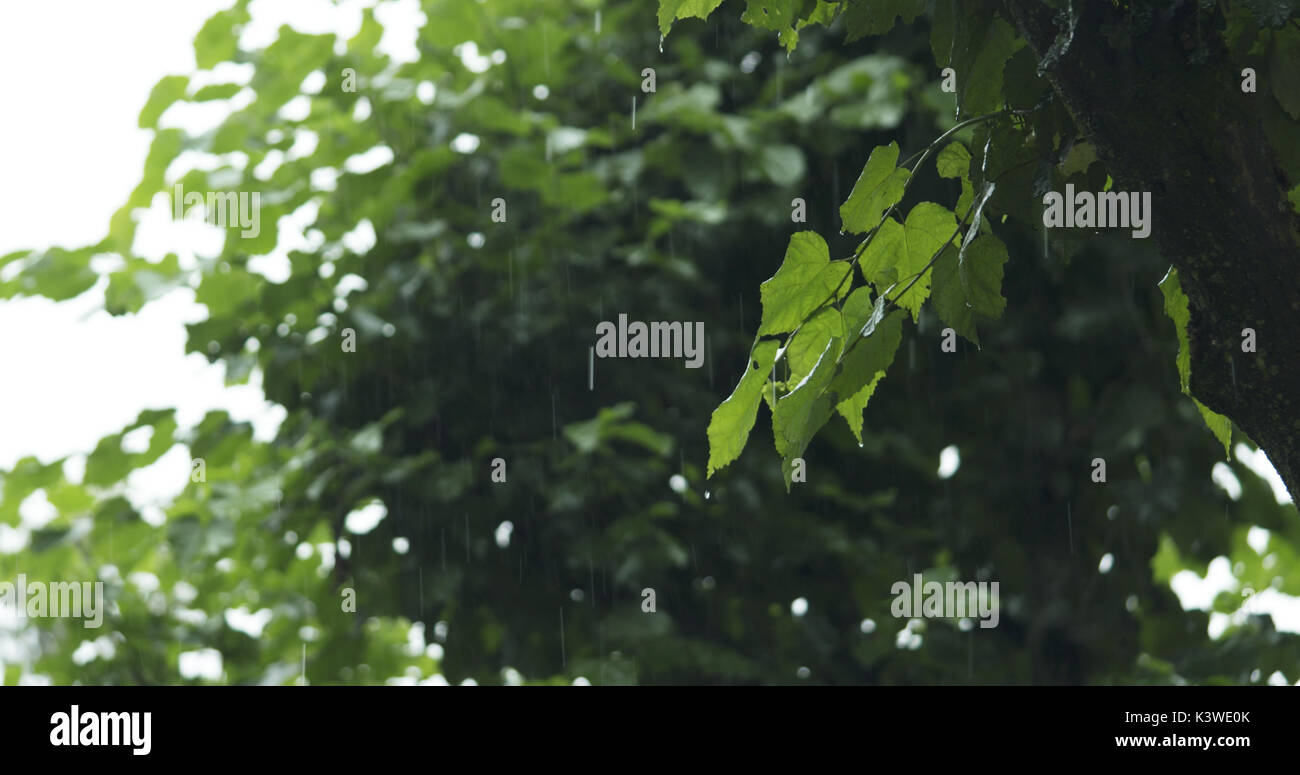 linden tree under rain closeup Stock Photo - Alamy