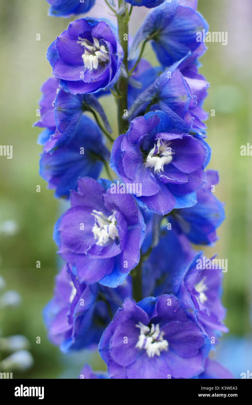 Orpheus Flower High Resolution Stock Photography and Images - Alamy