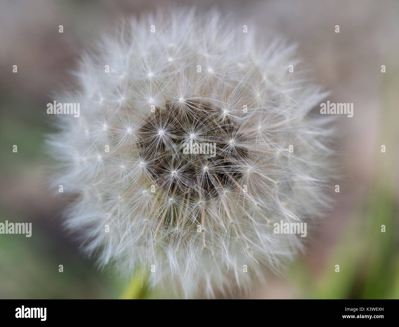 Dandelion like plants hi-res stock photography and images - Alamy