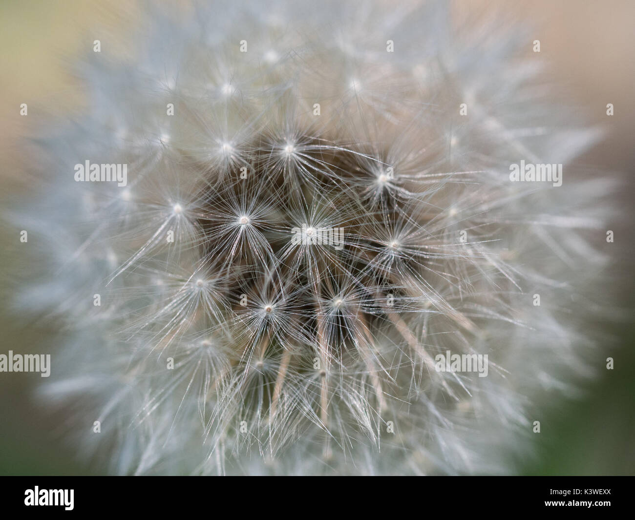 Dandelion like plants hi-res stock photography and images - Alamy