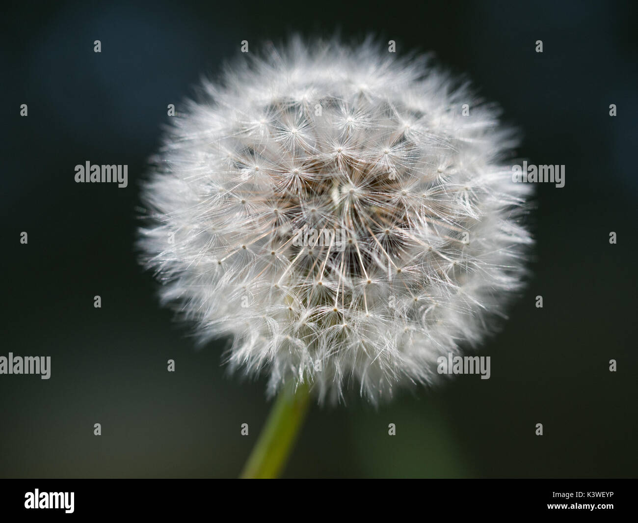 Taxacum genus hi-res stock photography and images - Alamy