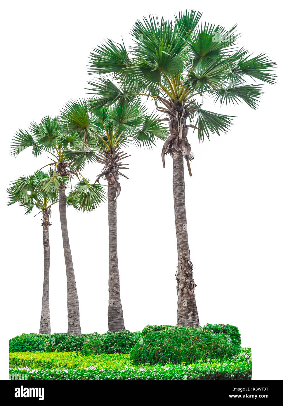 Collection of palm trees isolated on white background for use in ...