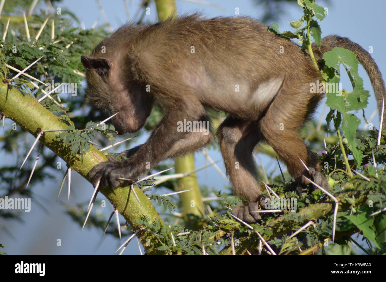 African Wildlife, Baboons Stock Photo - Alamy