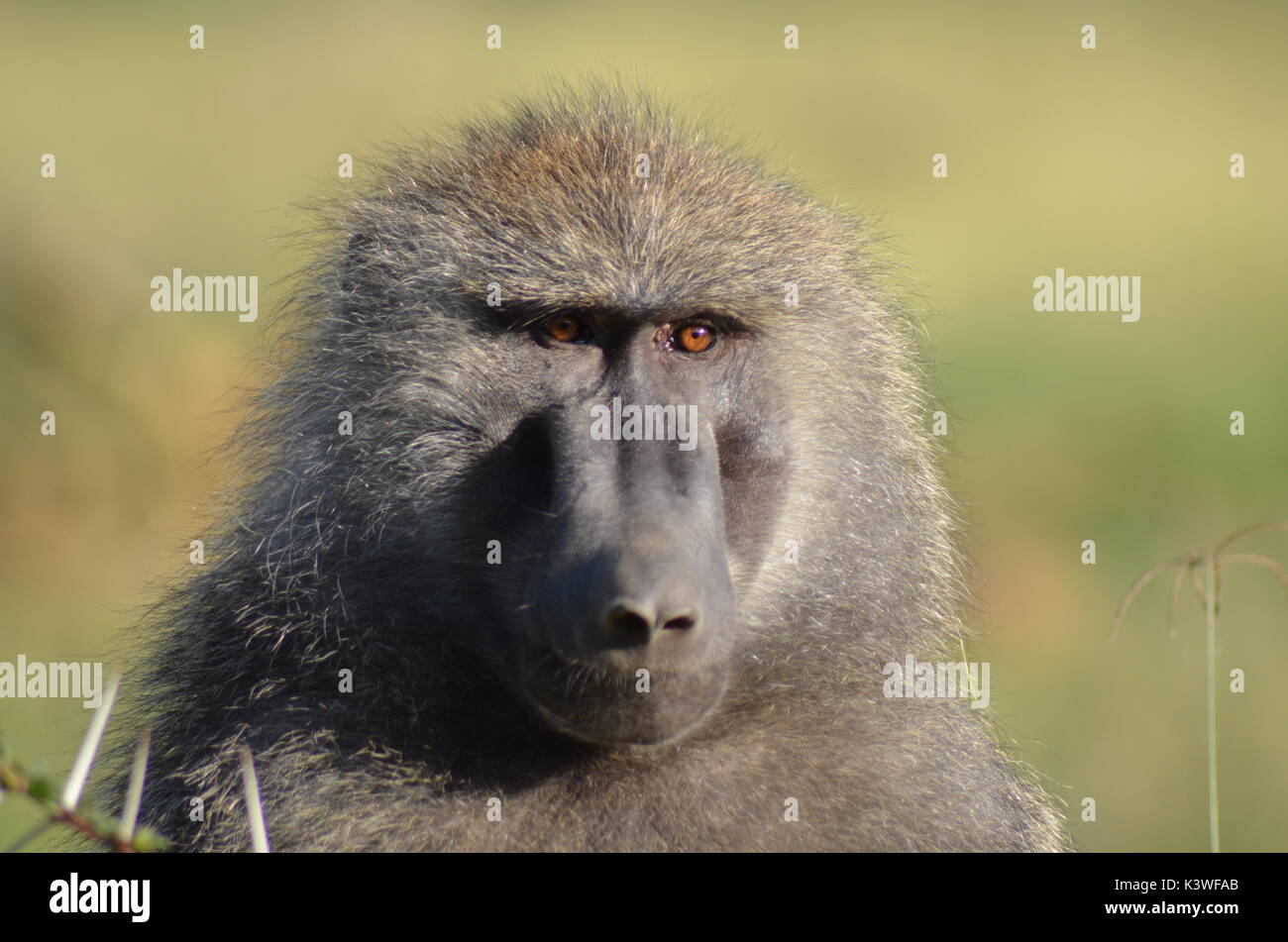 African Wildlife, Baboons Stock Photo - Alamy