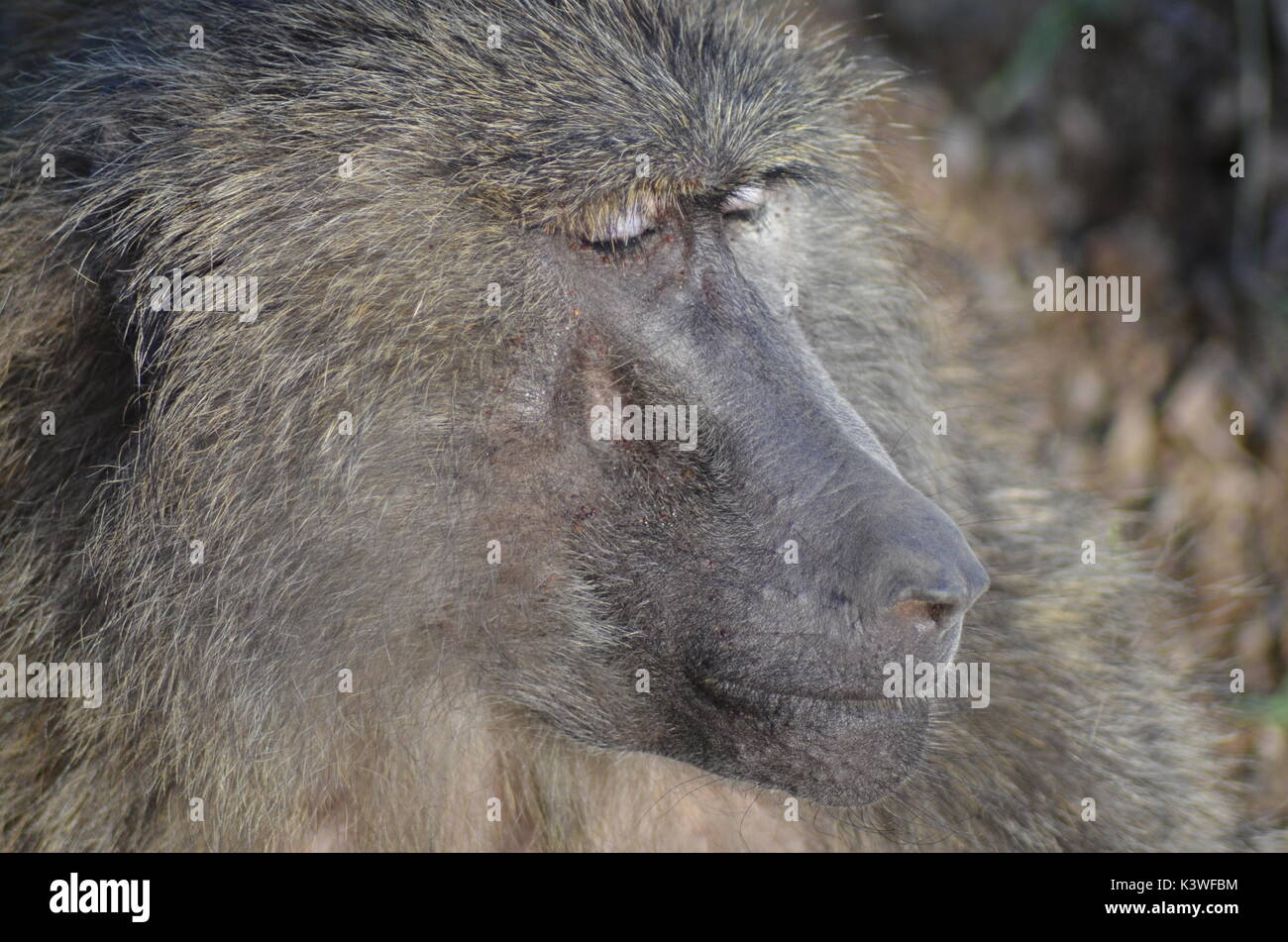 African Wildlife, Baboons Stock Photo - Alamy