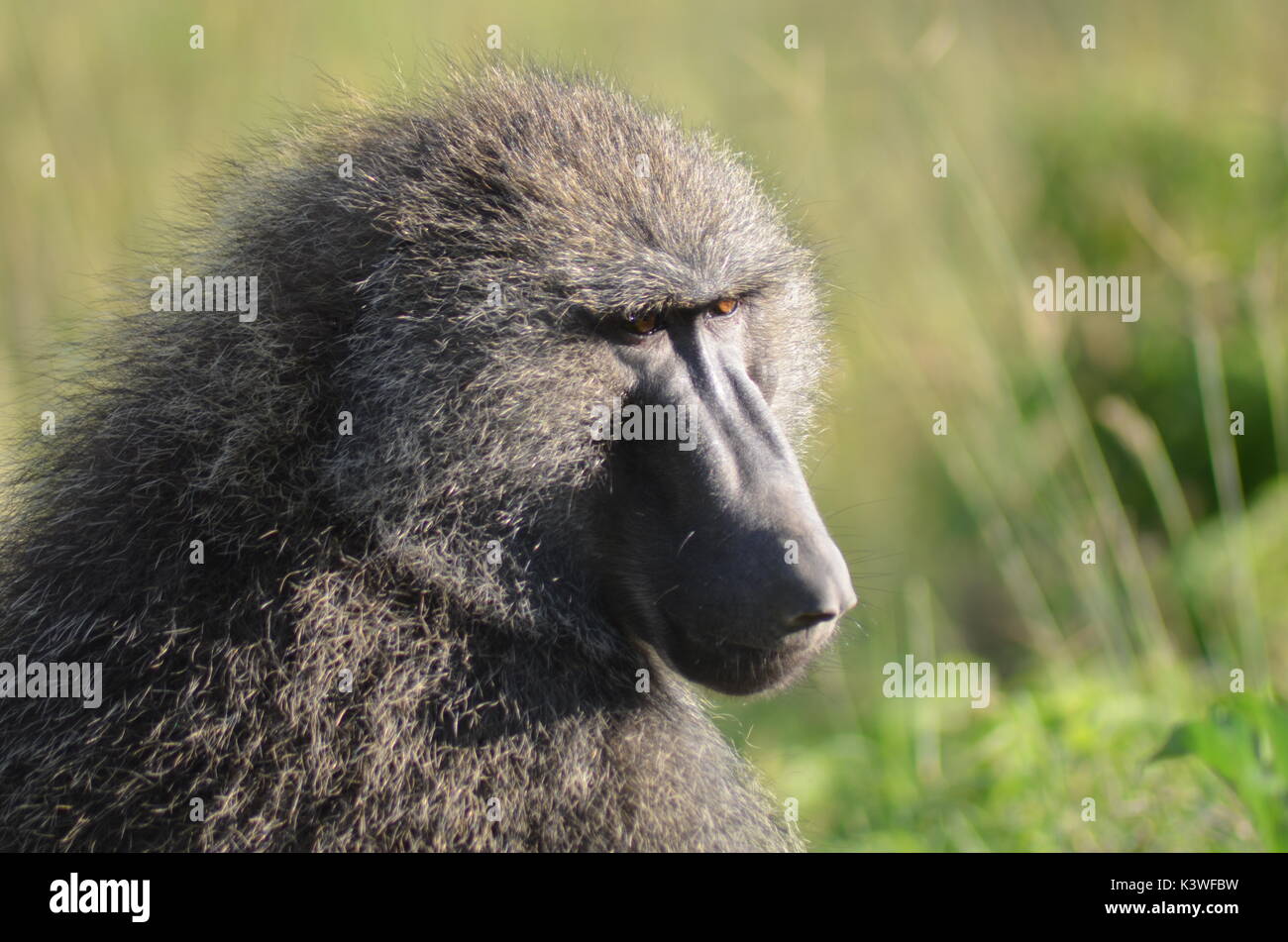 African Wildlife, Baboons Stock Photo - Alamy