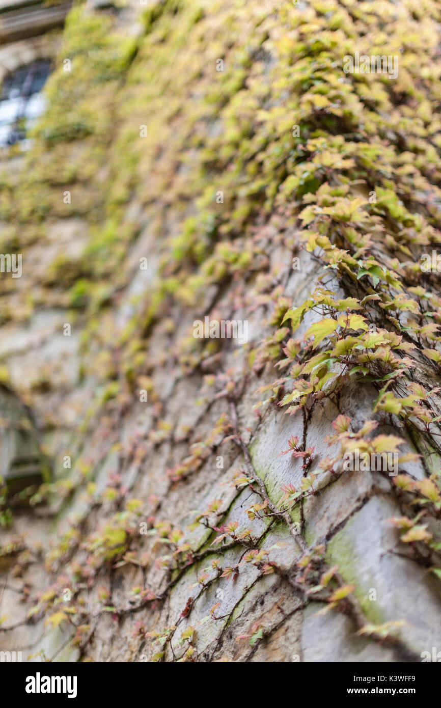 Hever castle maze hi-res stock photography and images - Alamy
