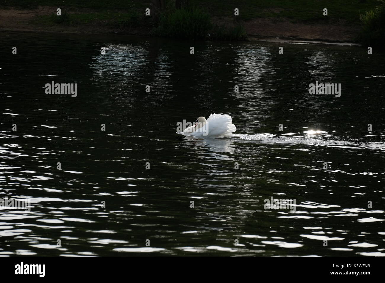 The mute swan hampton court hi-res stock photography and images - Alamy