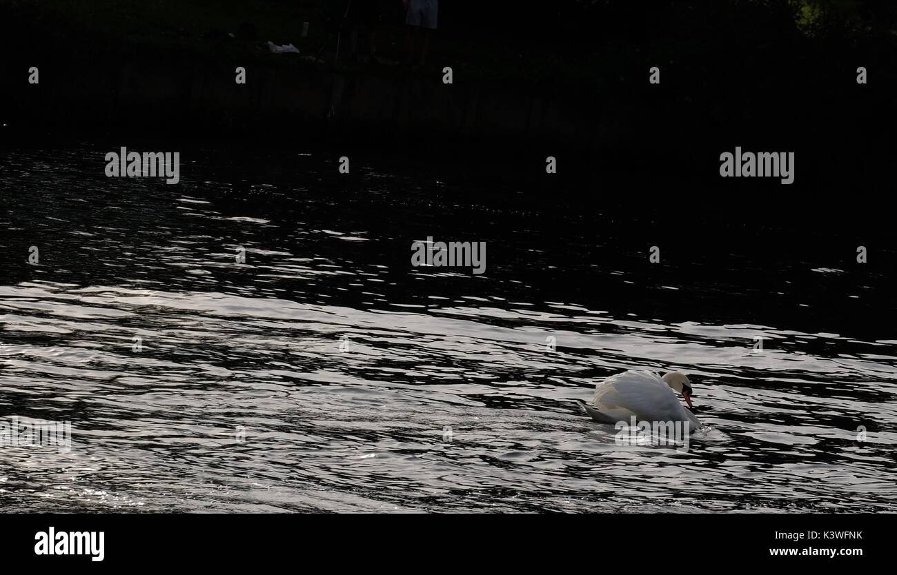 The mute swan hampton court hi-res stock photography and images - Alamy