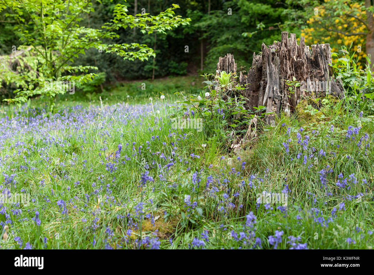 Water maze hever castle hi-res stock photography and images - Alamy