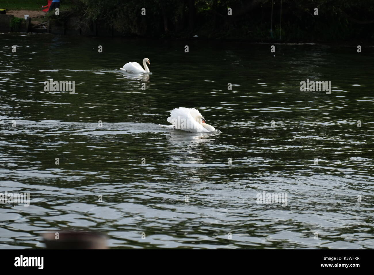 The mute swan hampton court hi-res stock photography and images - Alamy