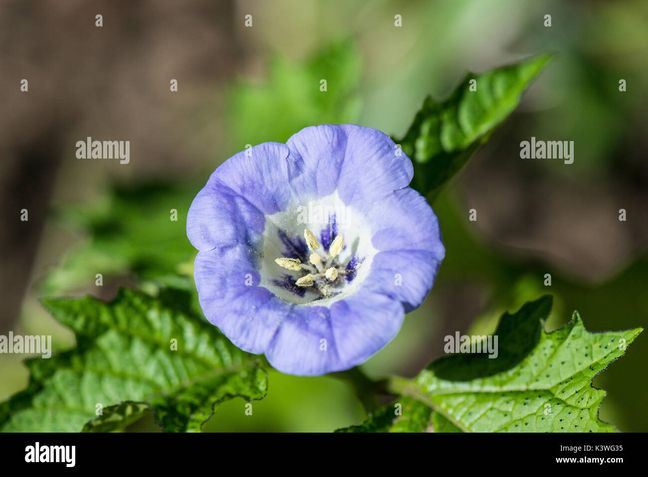 A flower on a shoo-fly plant (Nicandra physalodes Stock Photo - Alamy