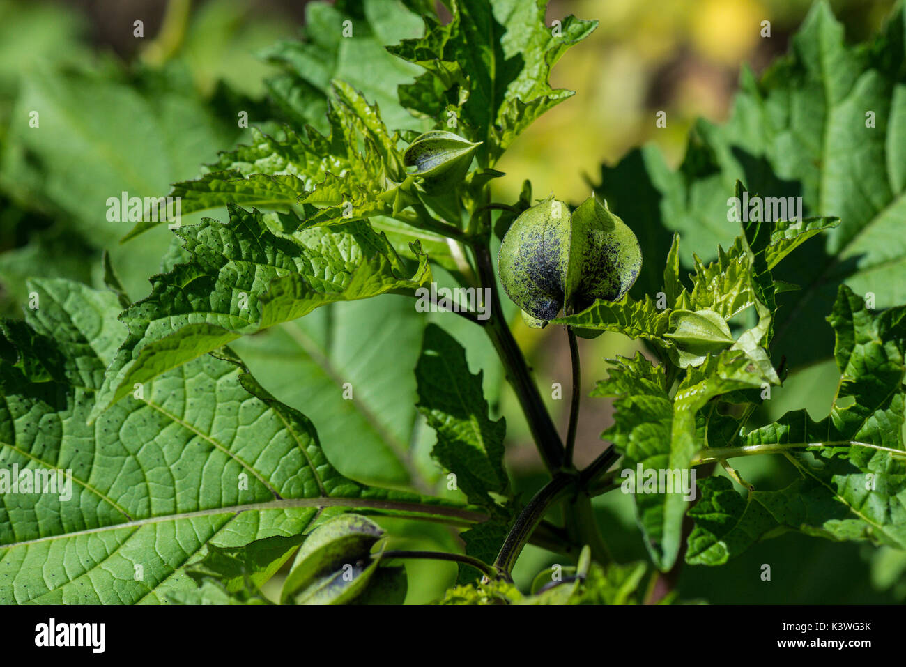 A shoo-fly plant (Nicandra physalodes Stock Photo - Alamy