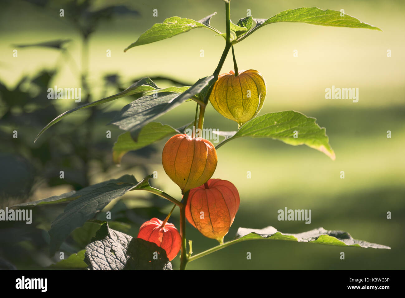Chinese lantern tree hi-res stock photography and images - Alamy