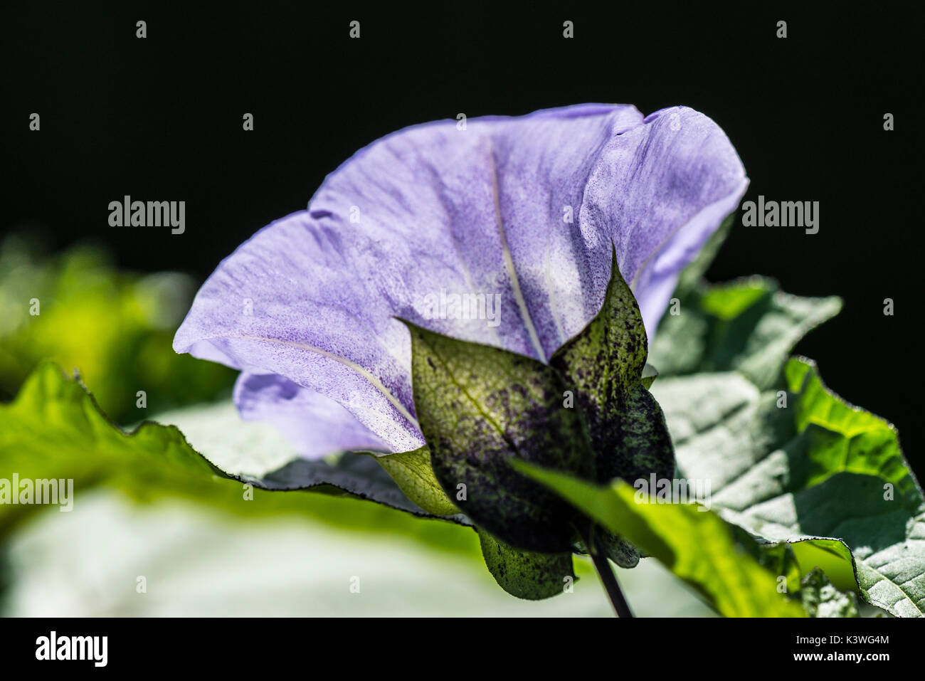 Bell lantern shaped flower hi-res stock photography and images - Alamy