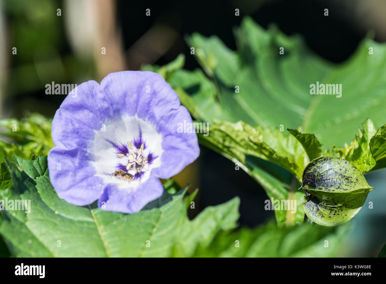 A common furrow-bee on a flower of a shoo-fly plant (Nicandra ...