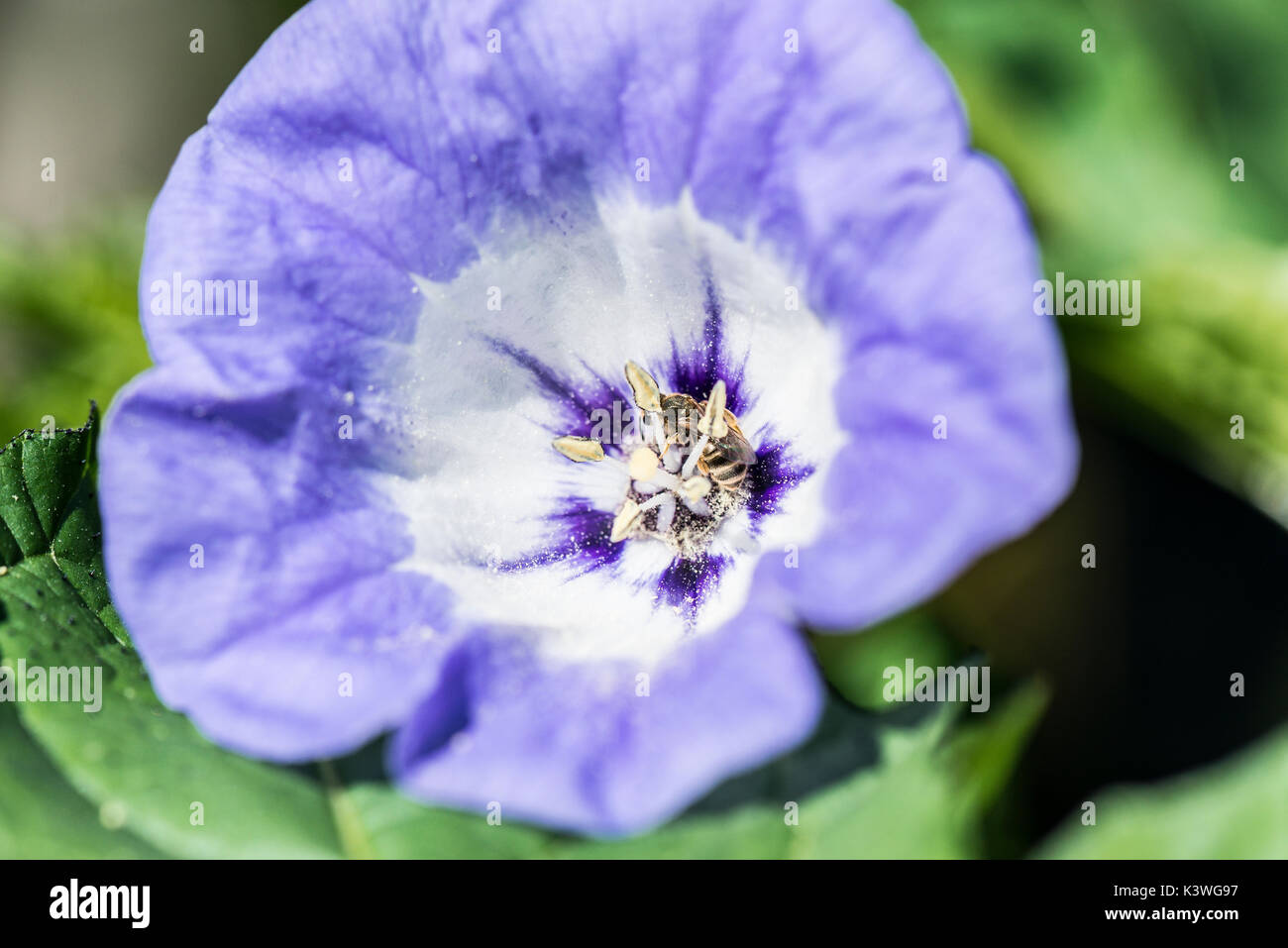 A common furrow-bee on a flower of a shoo-fly plant (Nicandra ...