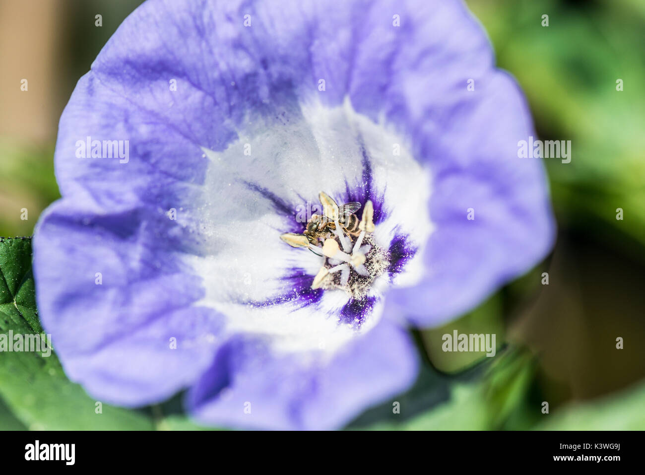 A common furrow-bee on a flower of a shoo-fly plant (Nicandra ...