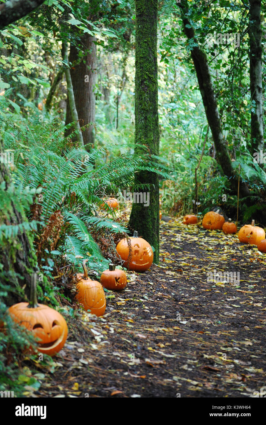 Pumpkin Walk in the forest, Jack-o-lanterns along the path - Bainbridge ...