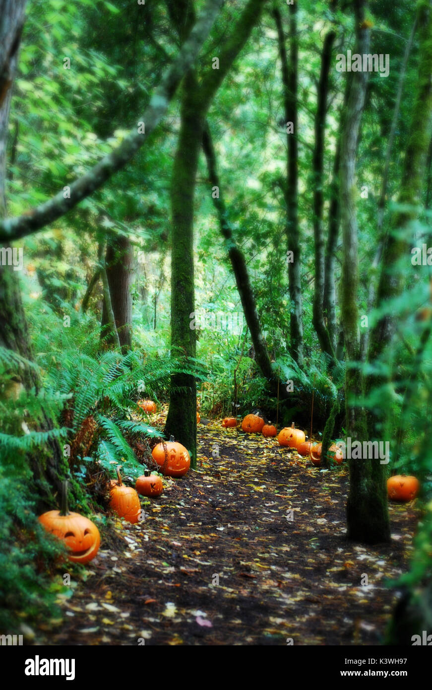 Pumpkin Walk in the forest, Jack-o-lanterns along the path - Bainbridge ...