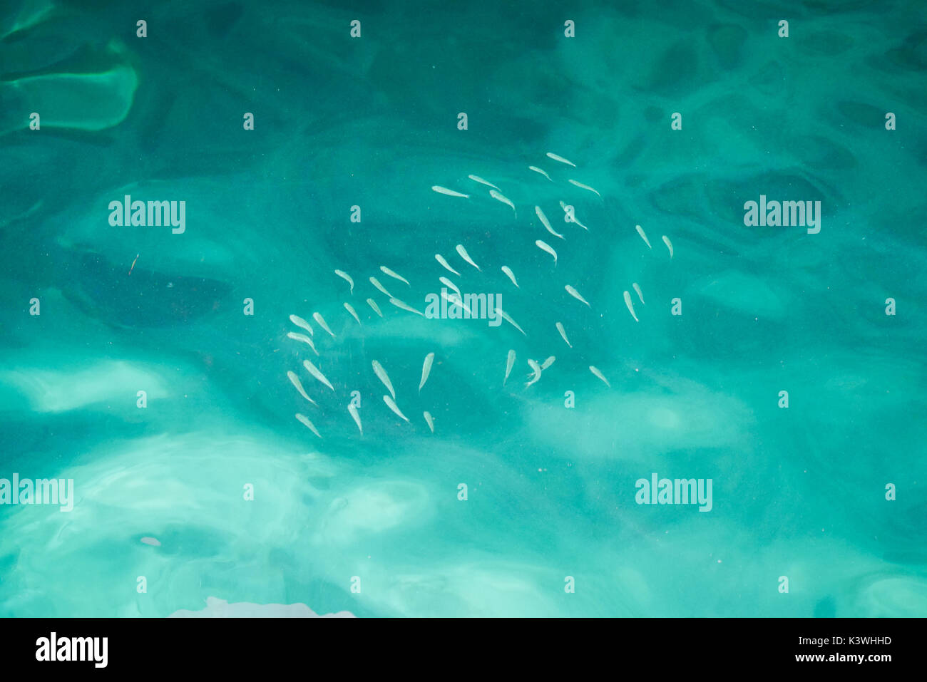 Crowd swimming hi-res stock photography and images - Alamy