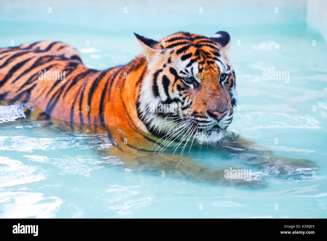 A tiger is lying in the swimming pool Stock Photo - Alamy