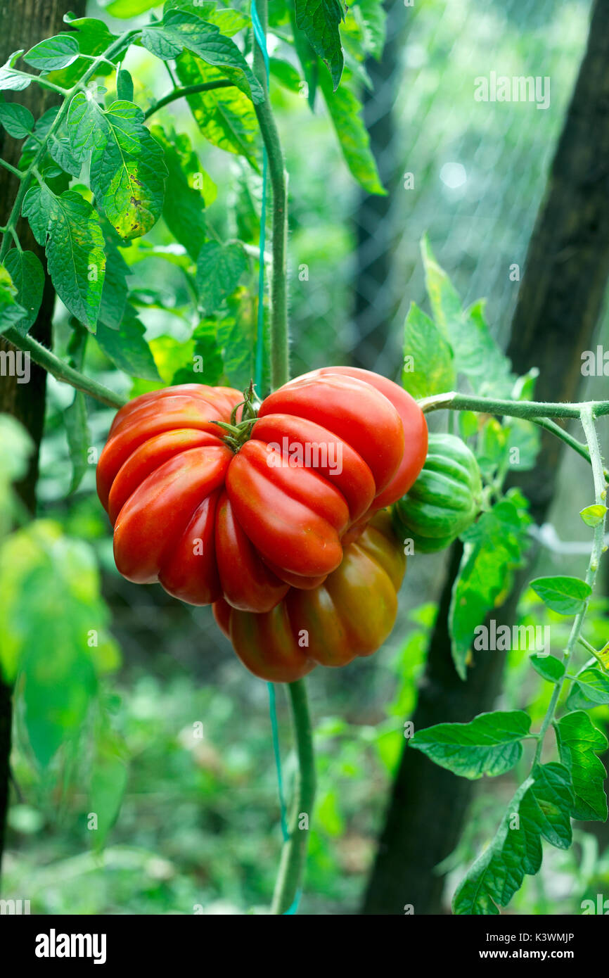 Big red tomatoes in the garden Stock Photo - Alamy