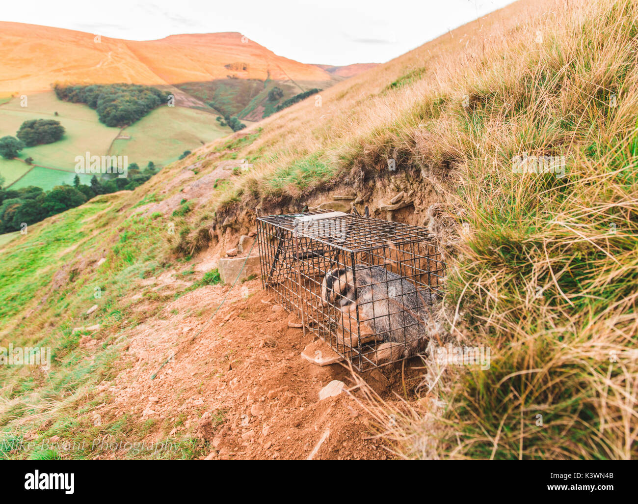Badgers captured in cage ready for TB vaccination, UK Stock Photo - Alamy