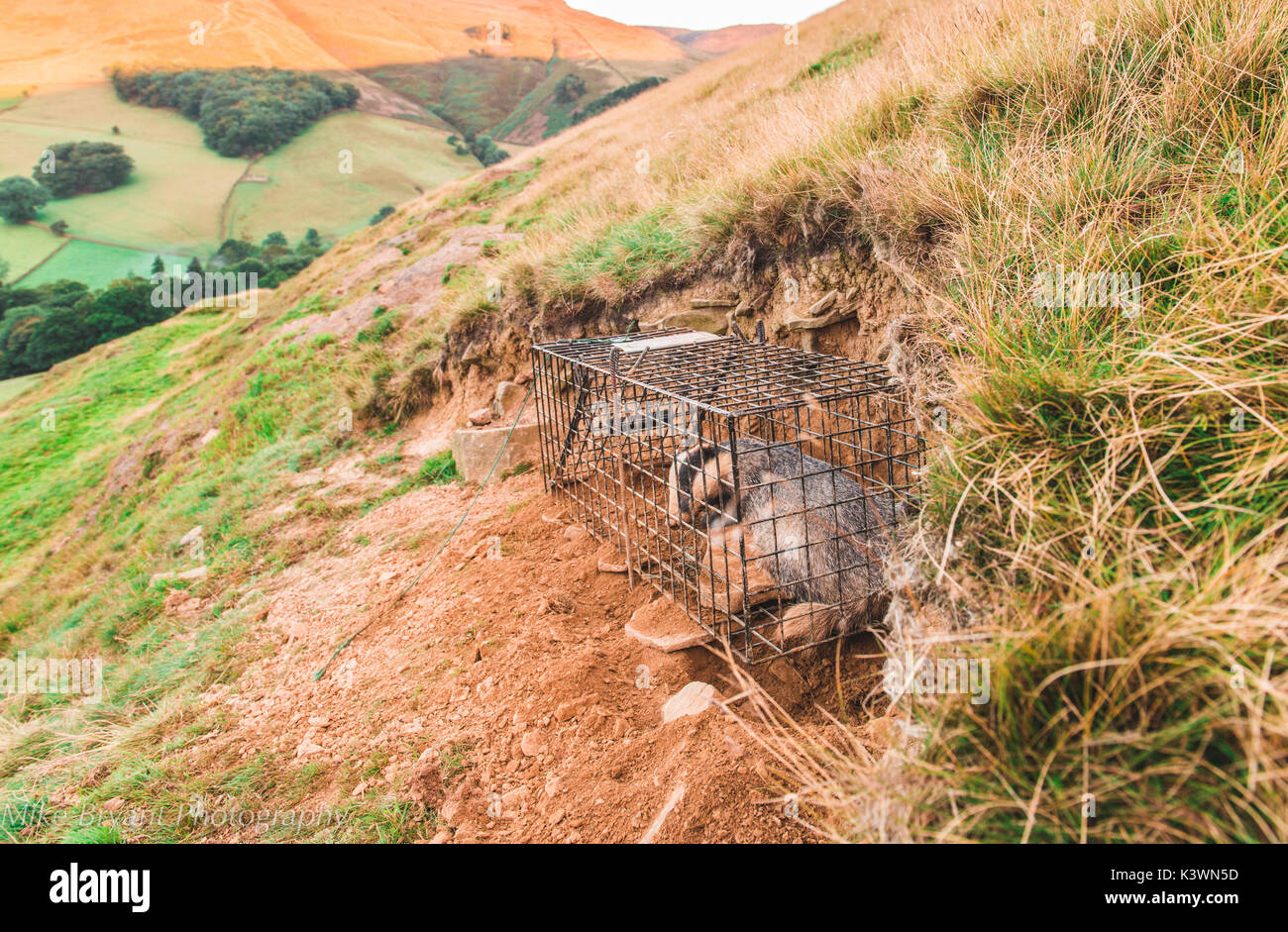 Badgers captured in cage ready for TB vaccination, UK Stock Photo - Alamy