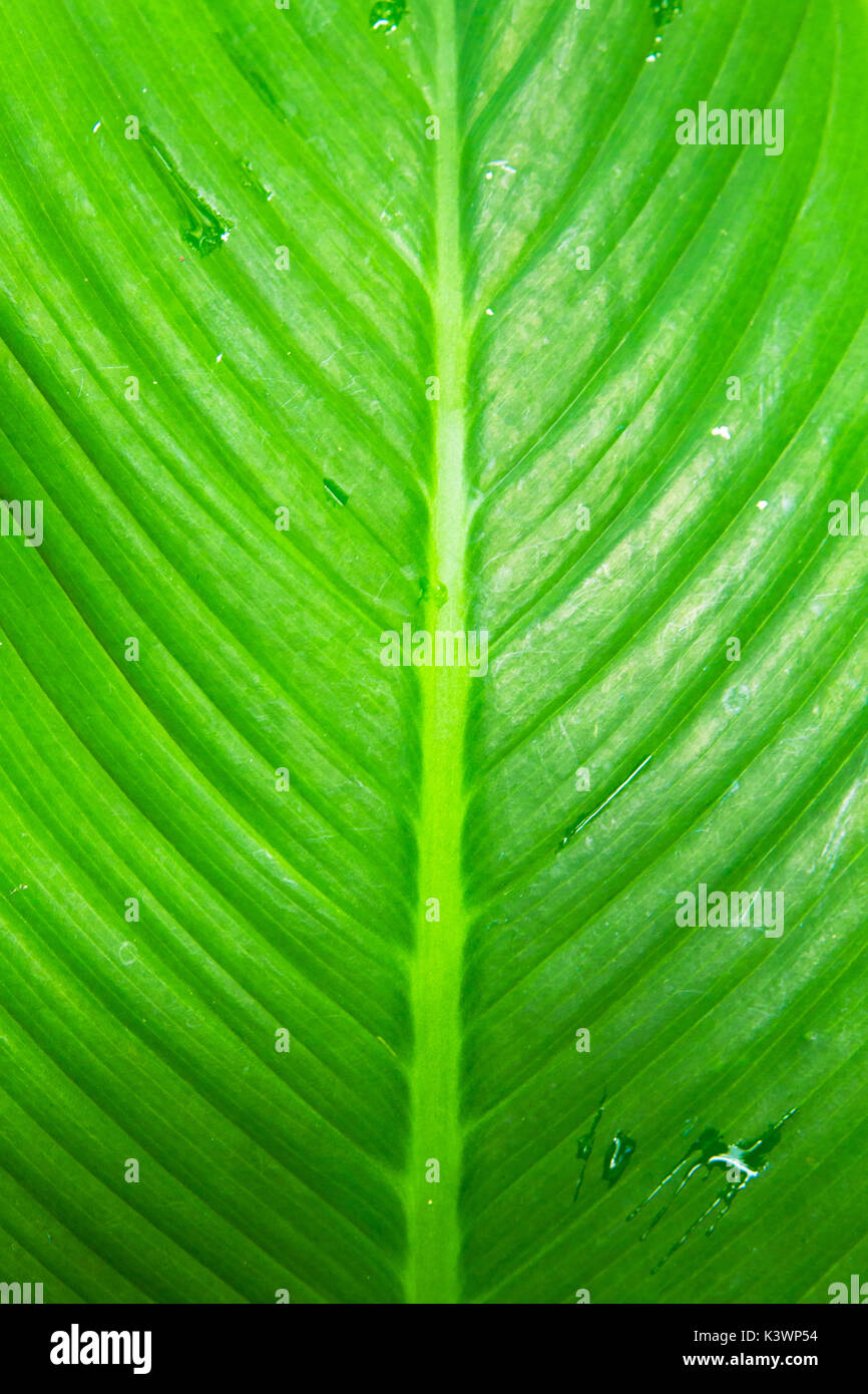 Large green leaf from jungle rainforest Stock Photo - Alamy