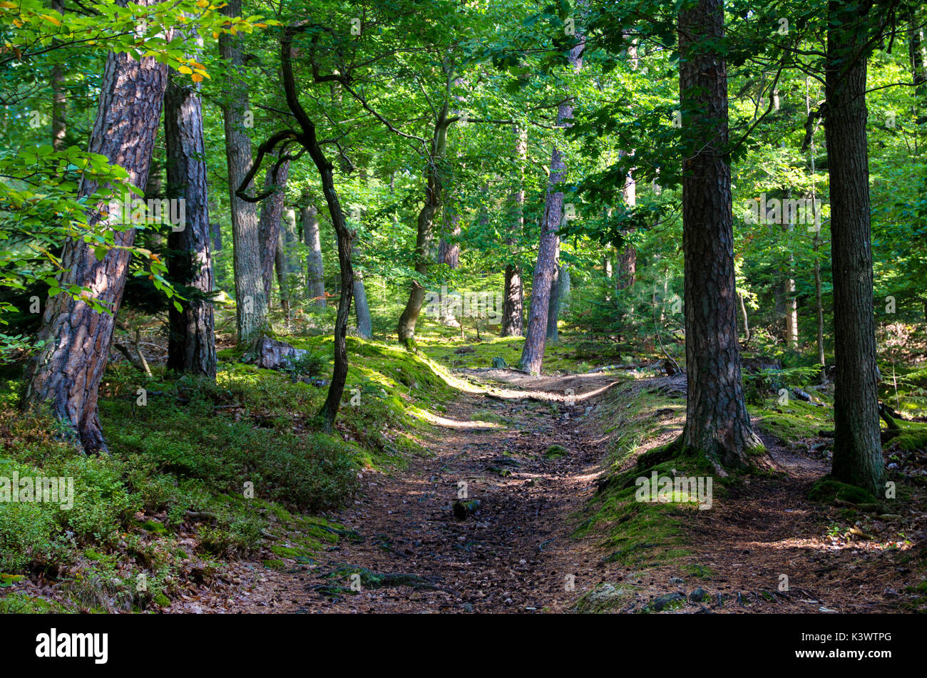 Tracking path in the Vosges mountains in France Stock Photo - Alamy