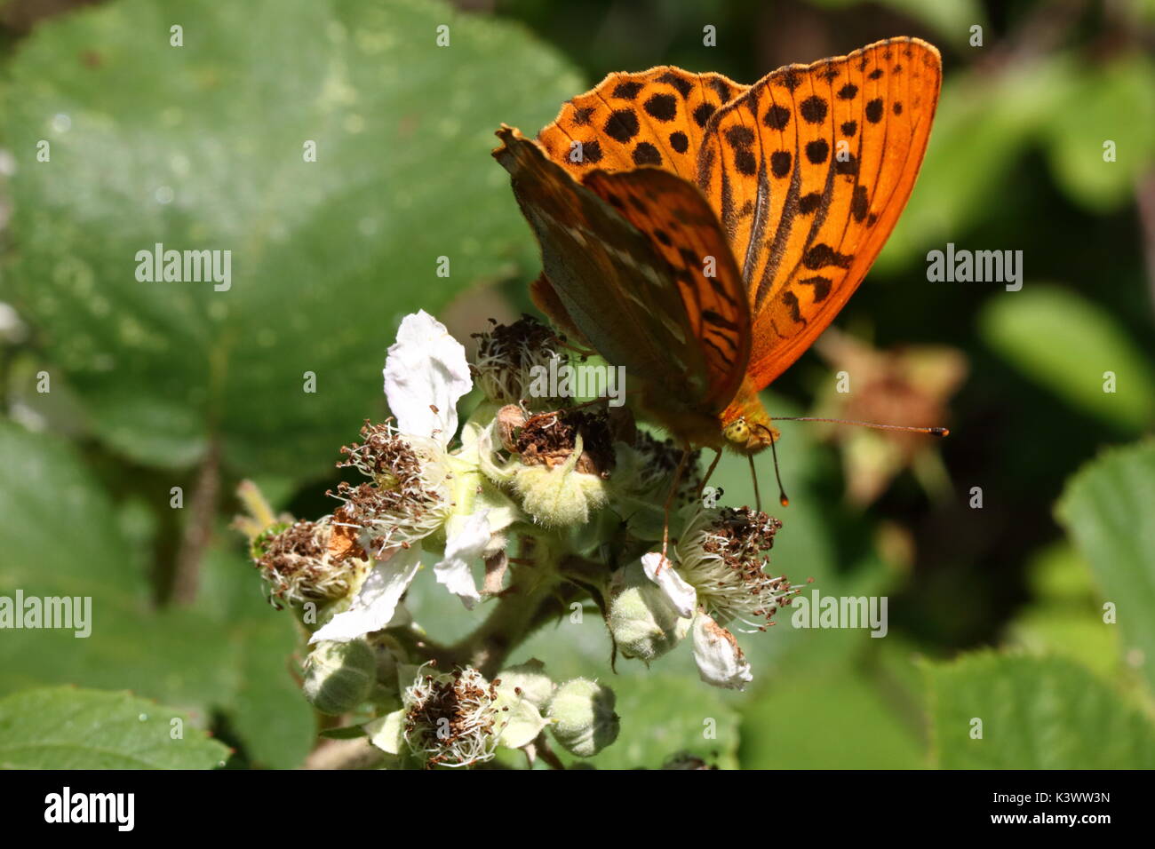Male Silver-washed Fritillary Stock Photo - Alamy
