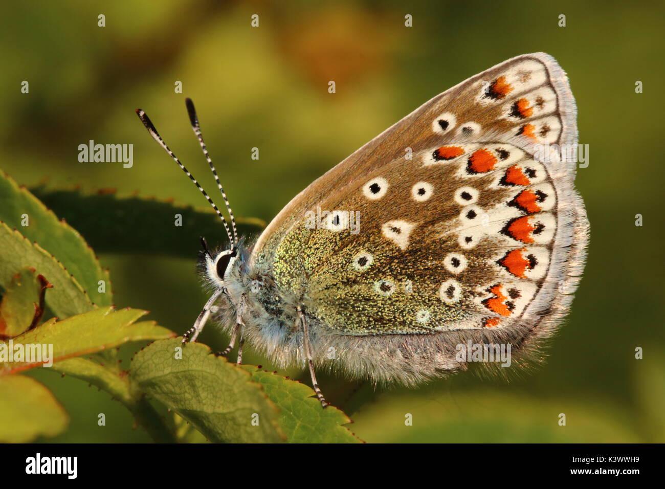 Female Common Blue butterfly Stock Photo - Alamy