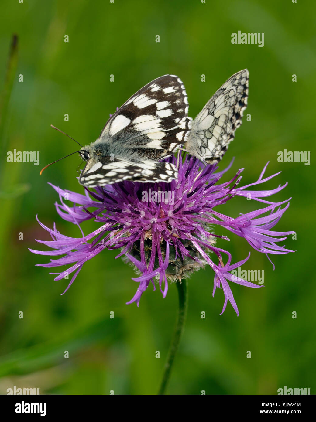 Marbled White Butterfly On Wild Flower High Resolution Stock ...