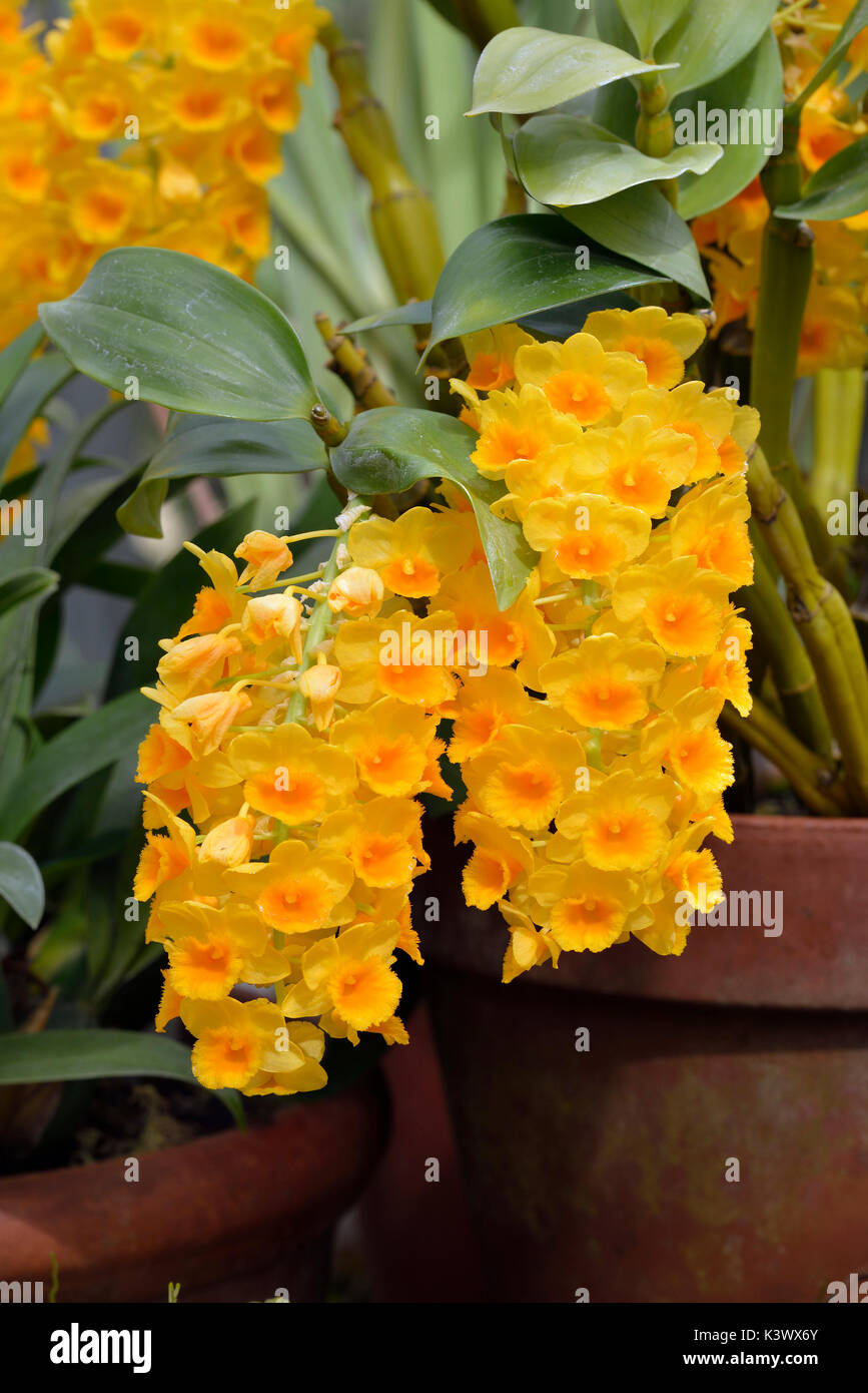 Densely Flowered Dendrobium - Dendrobium densiflorum Stock Photo - Alamy