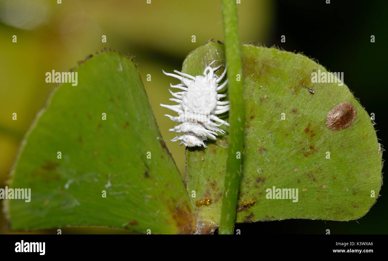 Mealybug Control