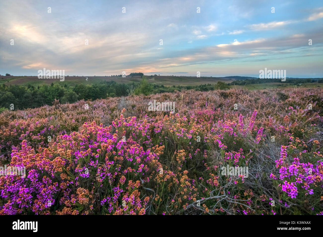 Rockford common linwood hi-res stock photography and images - Alamy