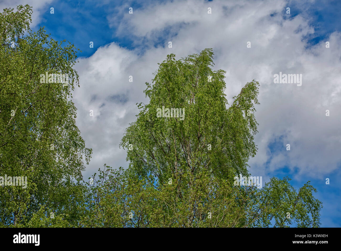 Blooming birches hi-res stock photography and images - Alamy