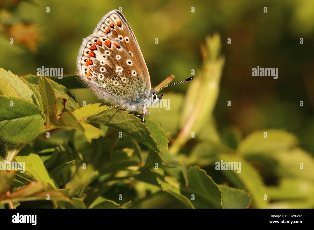 Female Common Blue butterfly Stock Photo - Alamy
