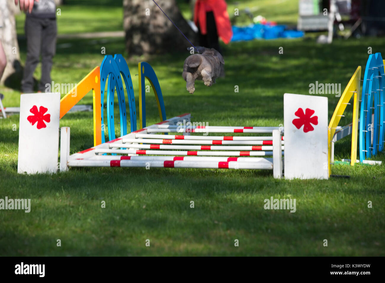 Rabbit jumping hi-res stock photography and images - Alamy