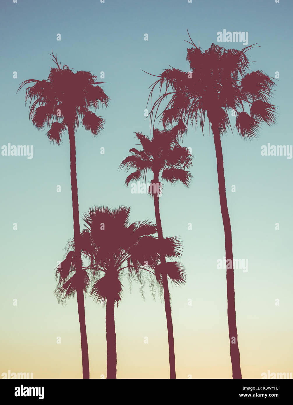 Retro photo beautiful palm hi-res stock photography and images - Alamy