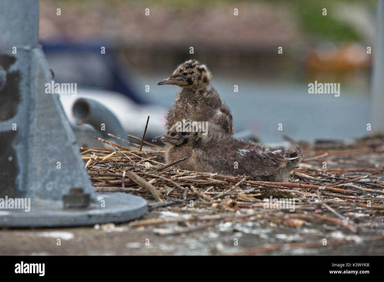Baby seagull hi-res stock photography and images - Alamy