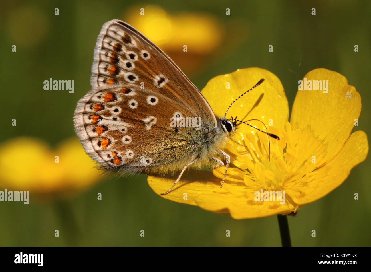 Female Common Blue butterfly Stock Photo - Alamy