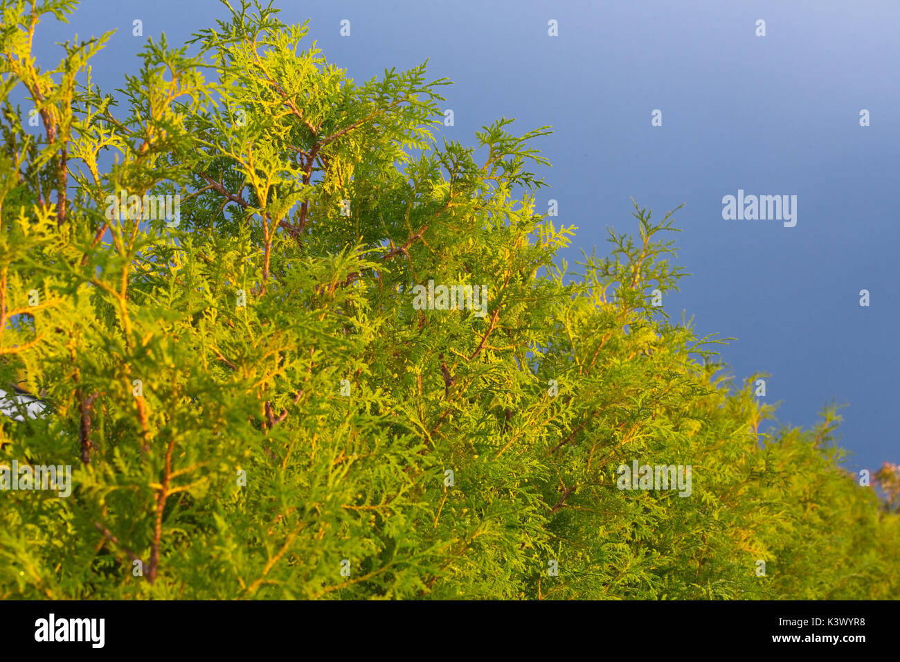 Thuja hedge hi-res stock photography and images - Alamy